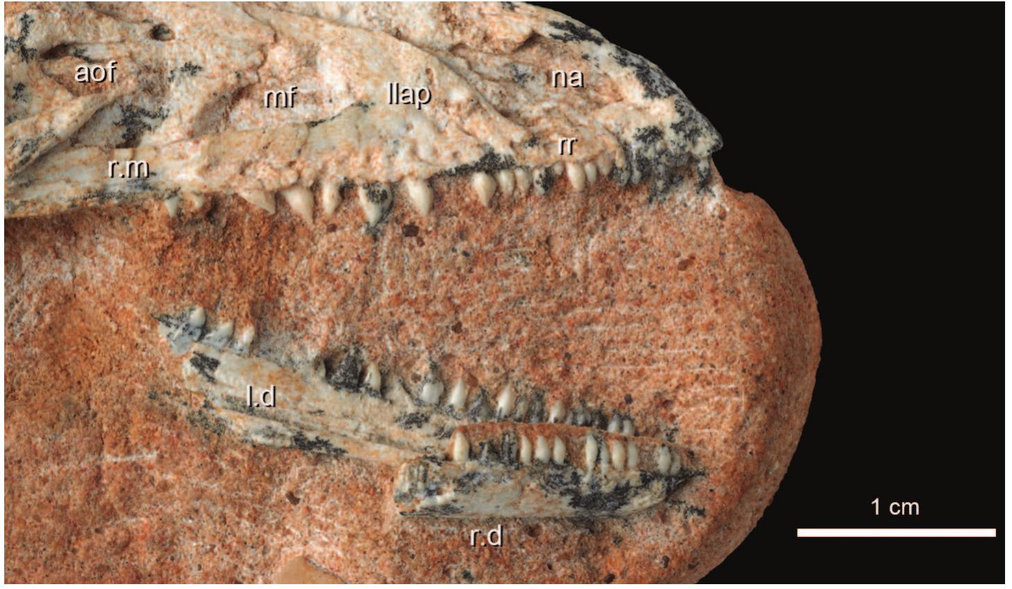 Body, forming the anterior and anterodorsal border of the