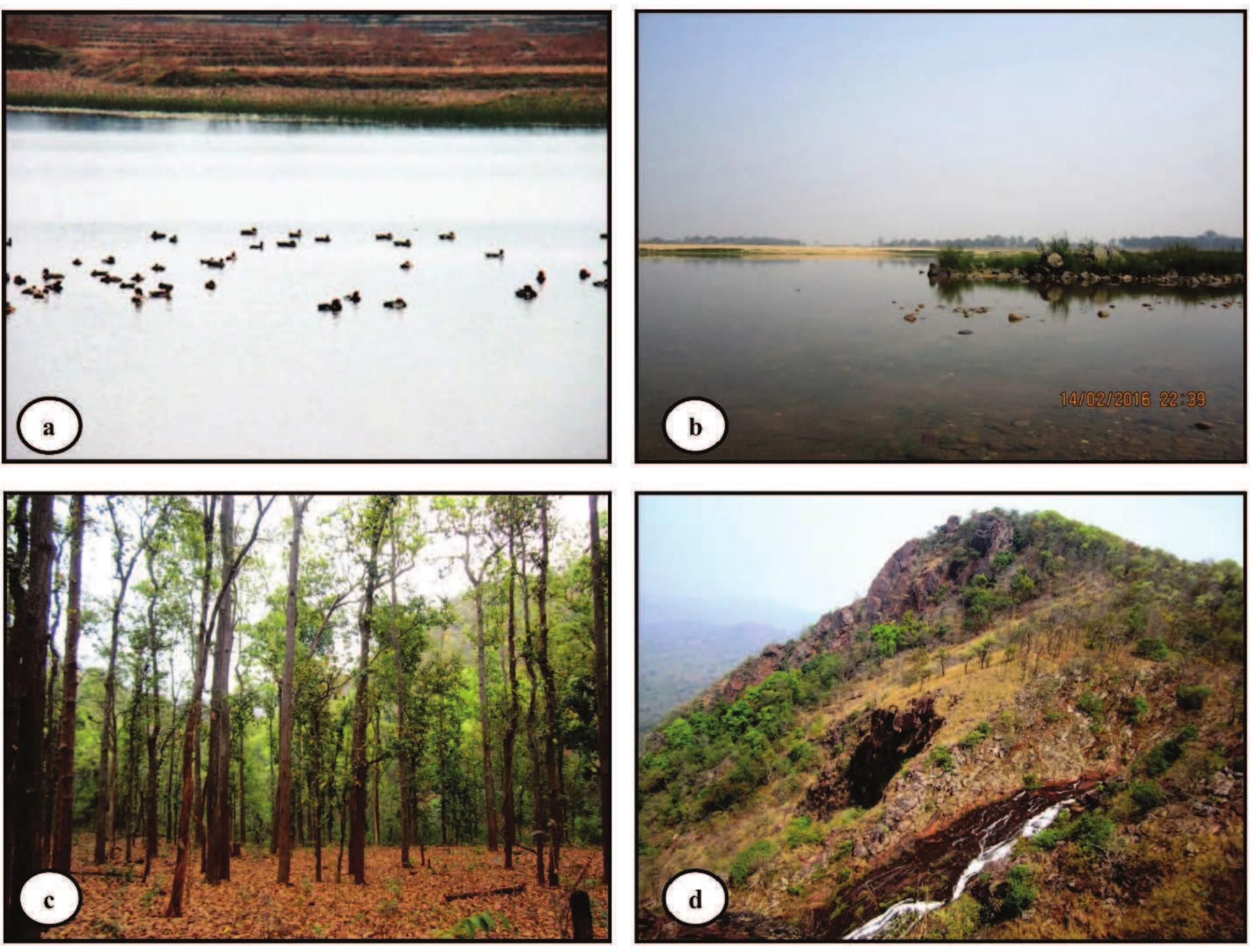Different habitat survey for avifauna in bonai forest