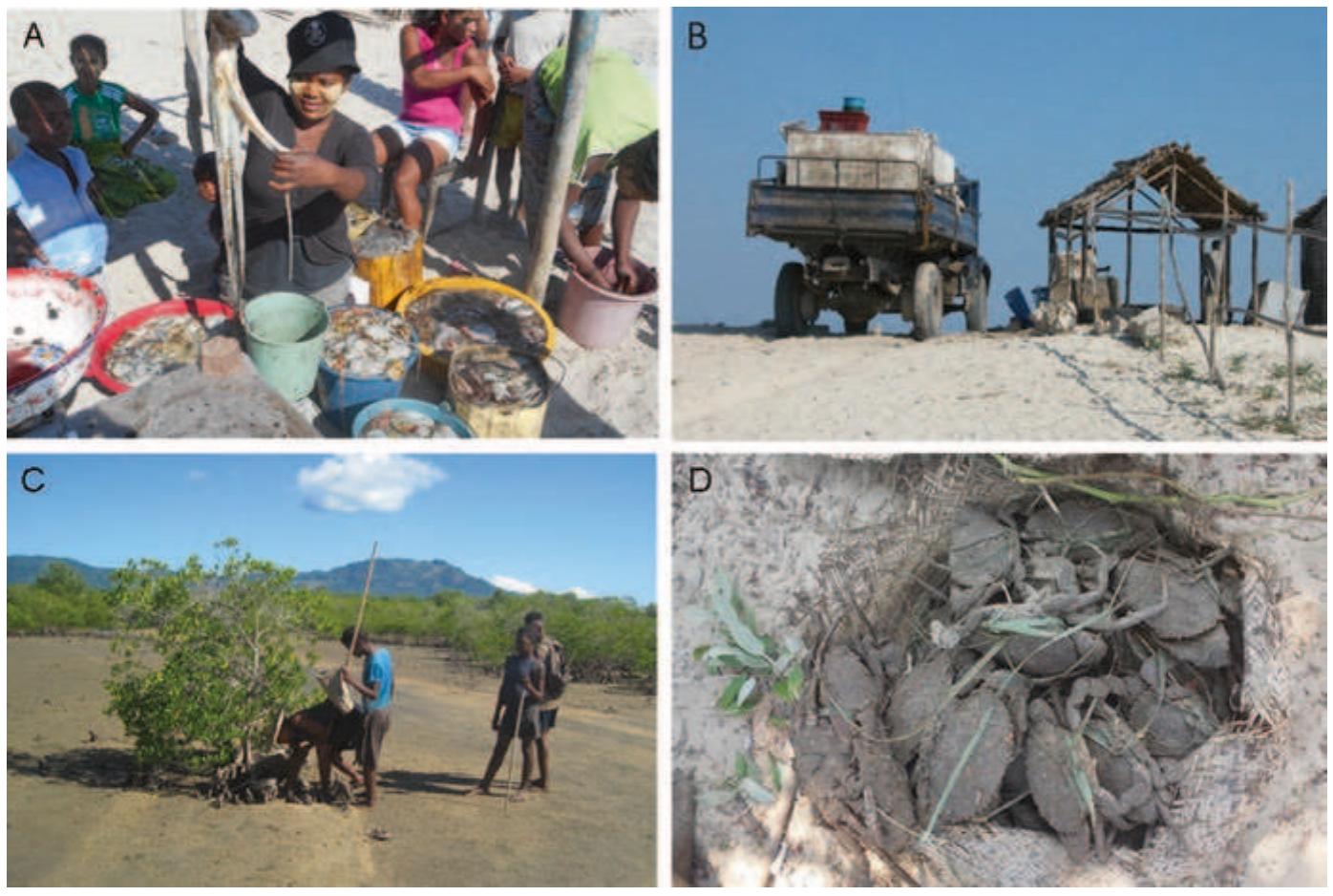 2 images illustrating the fisheries and value chains of