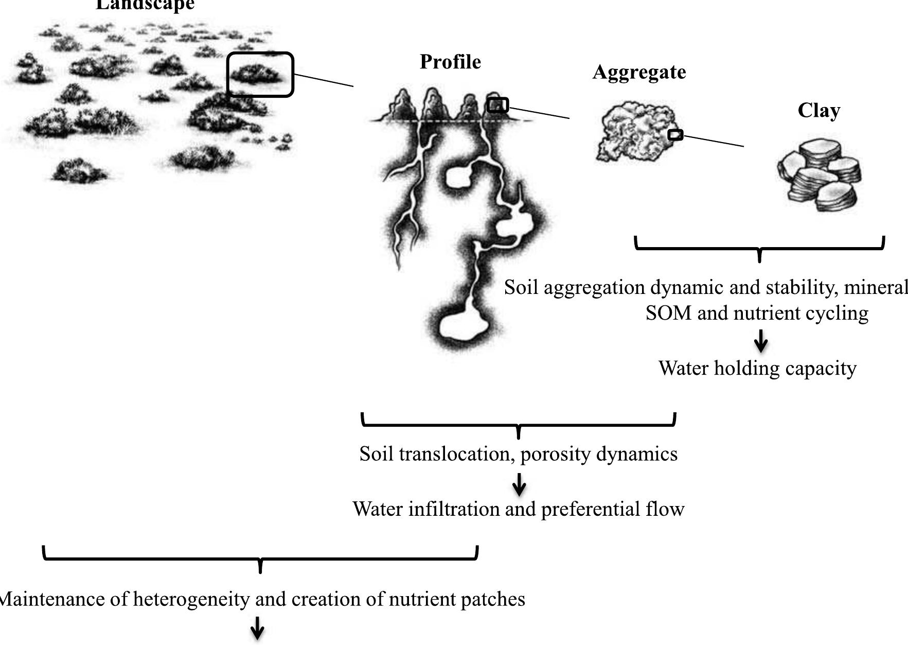How termites influence soil structure and water dynamics