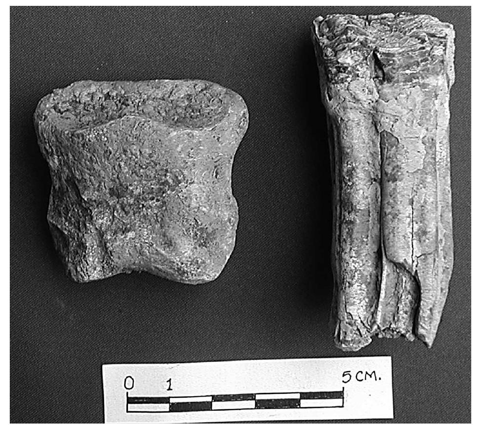 Second phalanx and molar tooth of horse (equus caballus) the