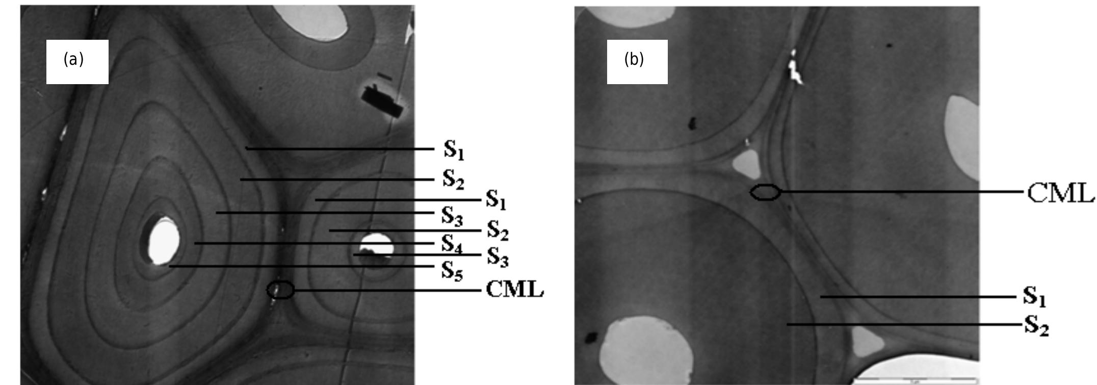 (a).tem micrographs of cell walls of: a) four fibers from