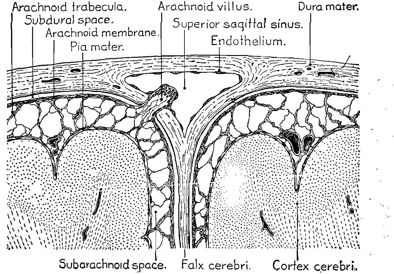 Fic. 17—schematic representation of the meninges and