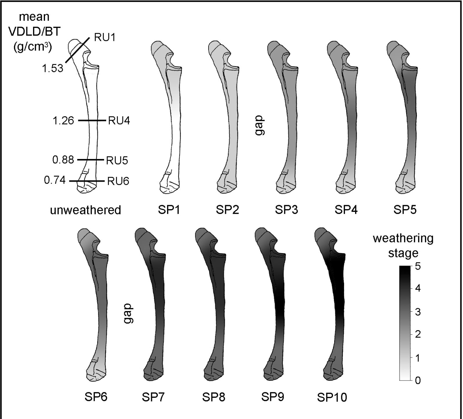 Modern guanaco radius-ulna specimens ordered in a