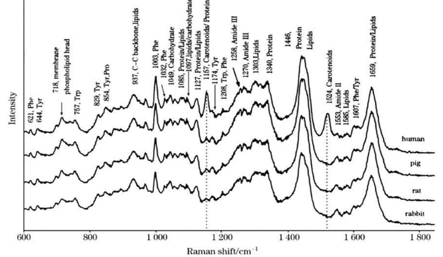 Mean raman spectra of single platelets and tentative peak