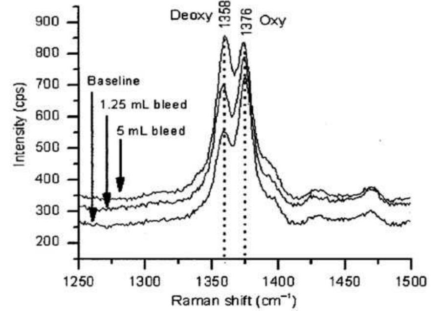 Sample resonance raman spectra for one animal showing the