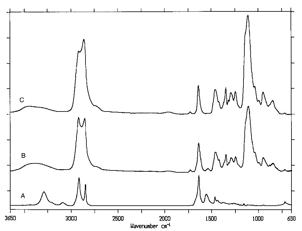 Infrared absorbance spectrum of (a) poly- amide 12 and graft