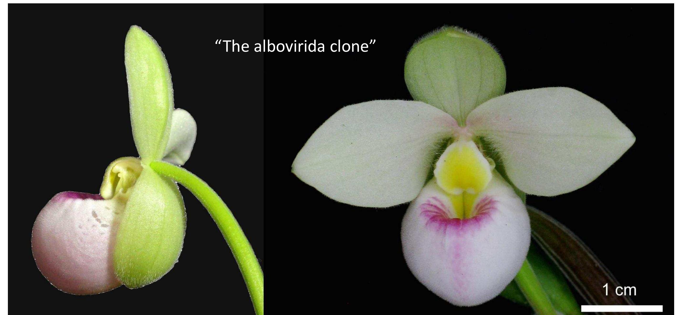 Figure 14 - Revisiting the Phrag. schlimii complex