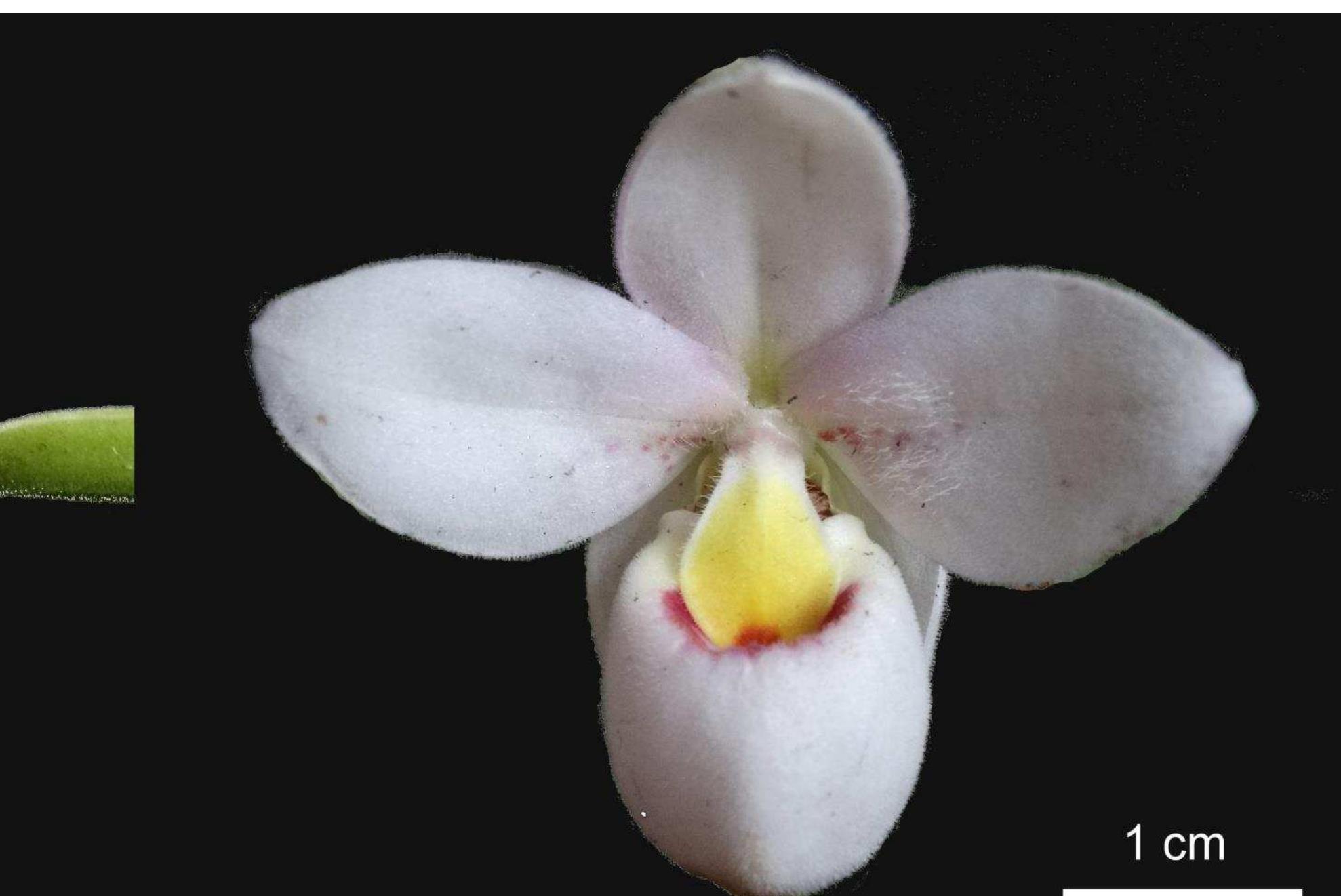 Figure 16 - Revisiting the Phrag. schlimii complex