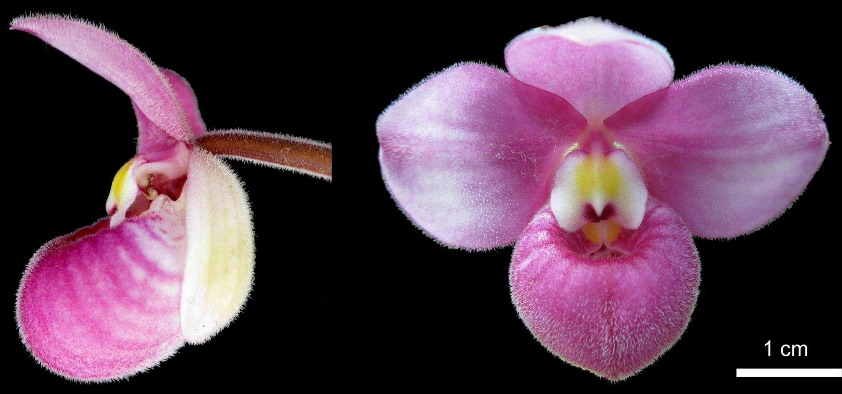 Figure 21 - Revisiting the Phrag. schlimii complex