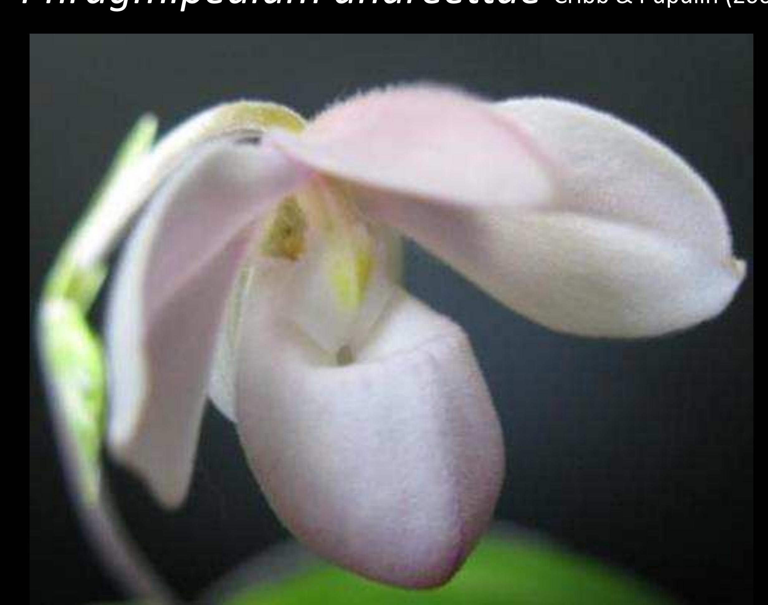 Figure 24 - Revisiting the Phrag. schlimii complex