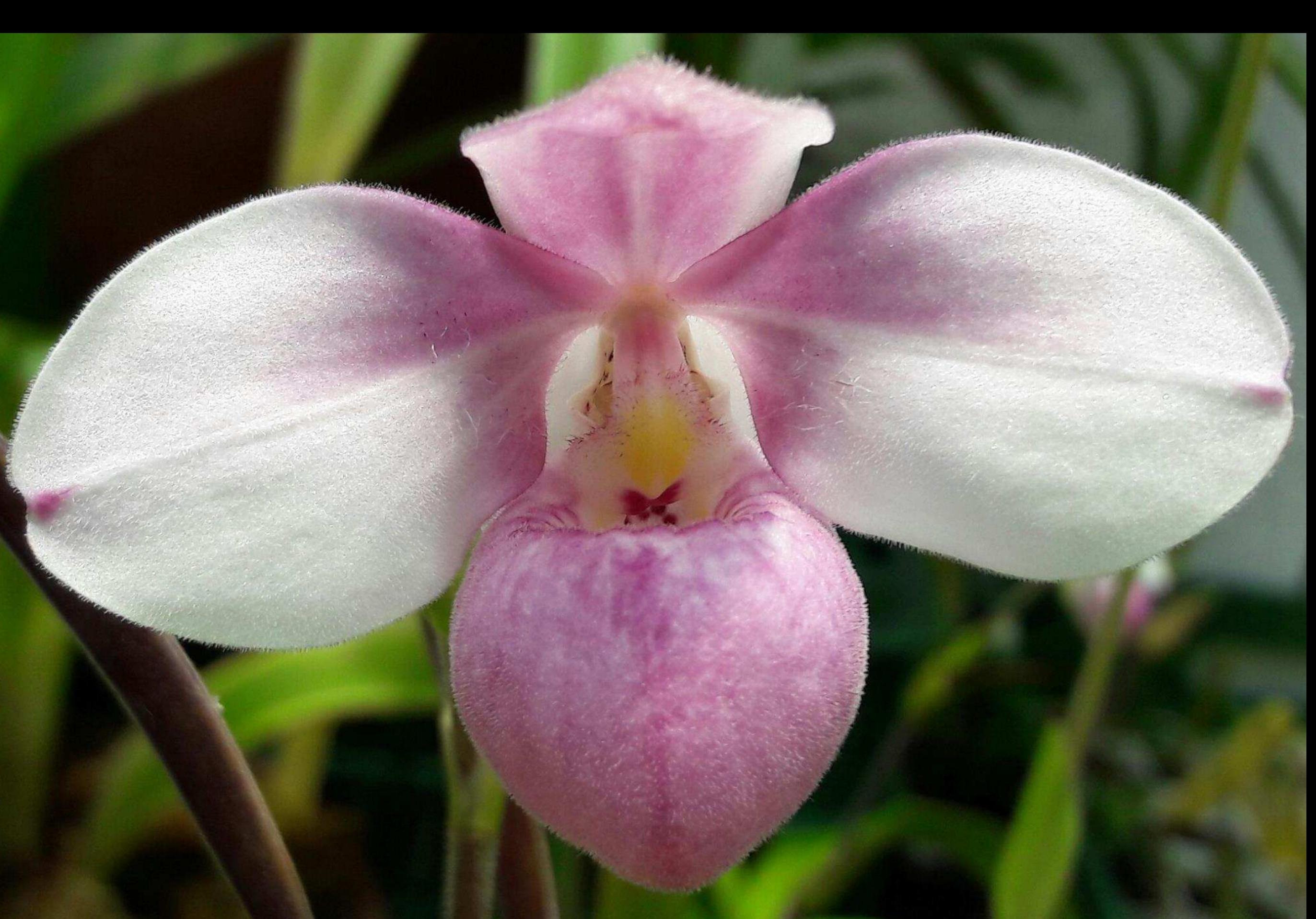 Figure 36 - Revisiting the Phrag. schlimii complex