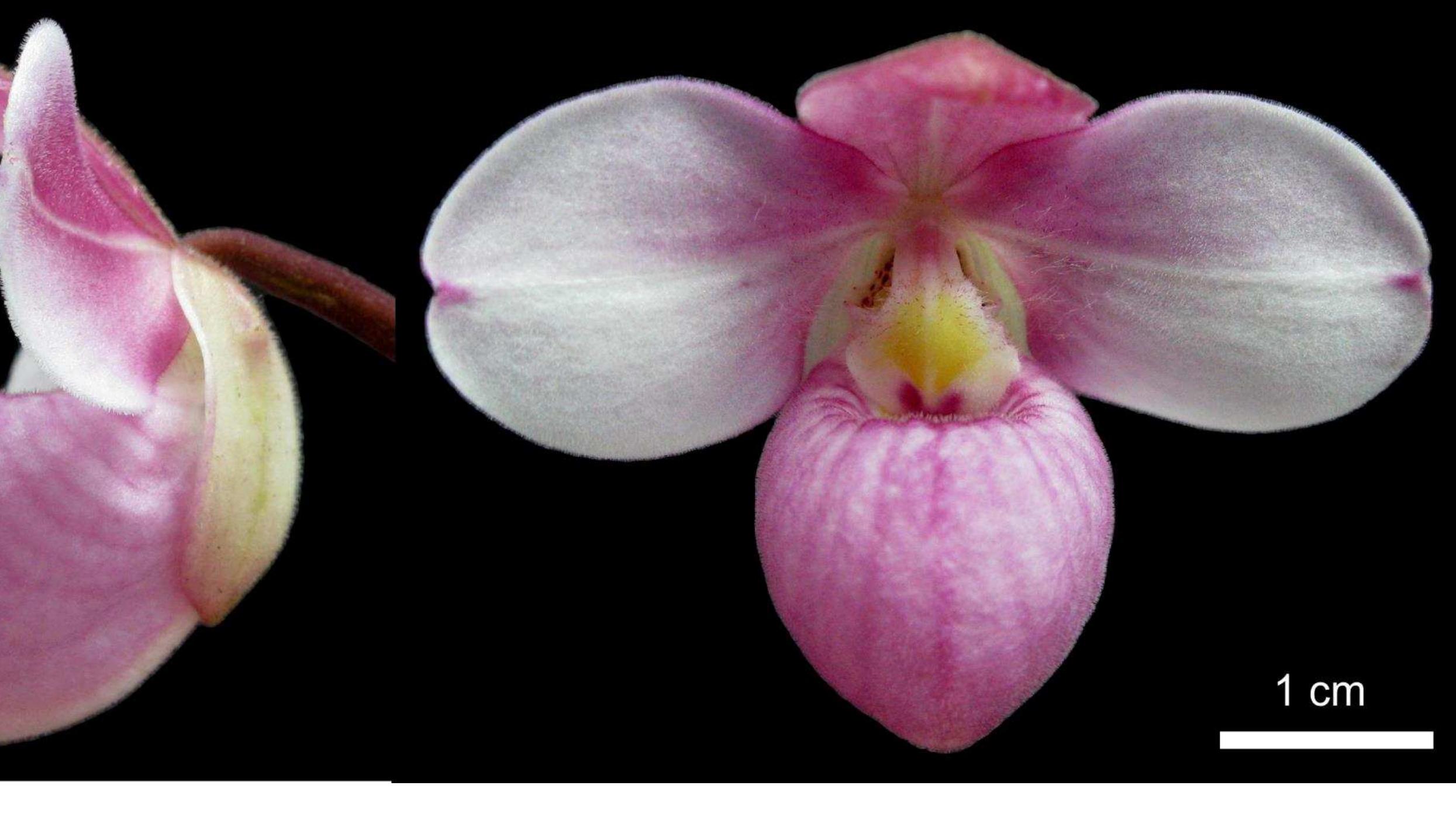 Figure 37 - Revisiting the Phrag. schlimii complex