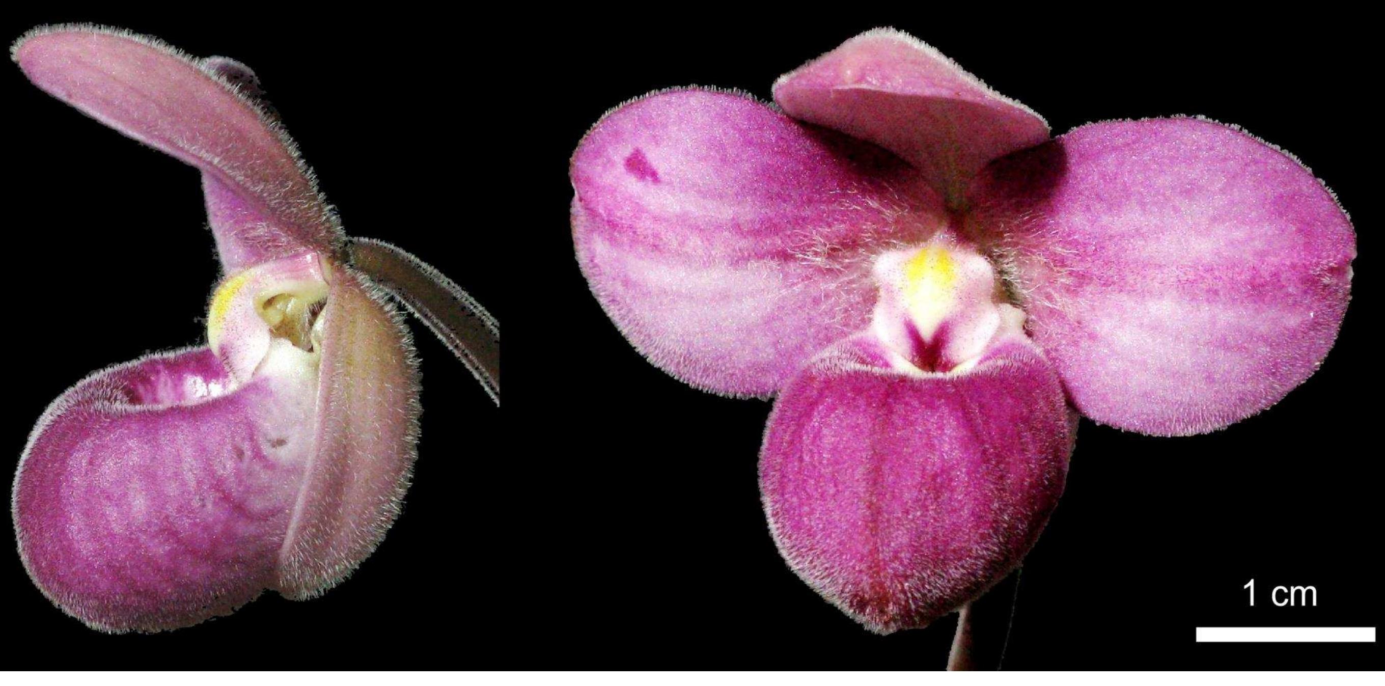 Figure 41 - Revisiting the Phrag. schlimii complex