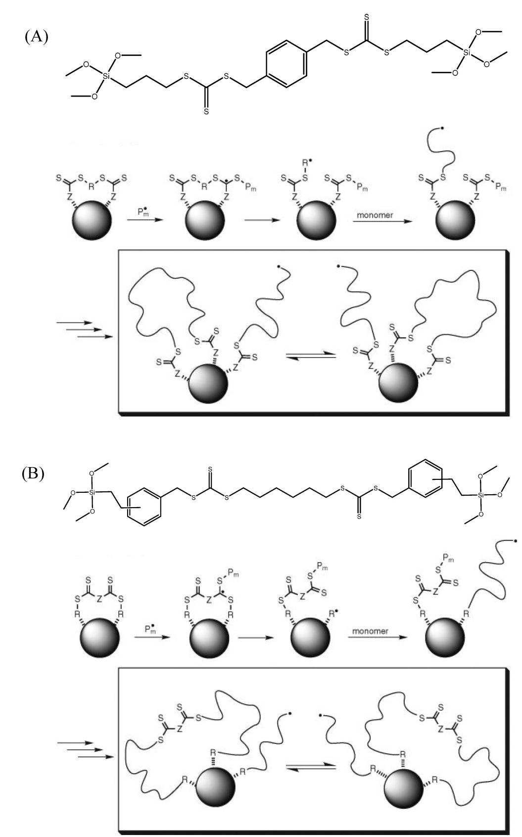 Proposed mechanism for the formation of polymer loops via