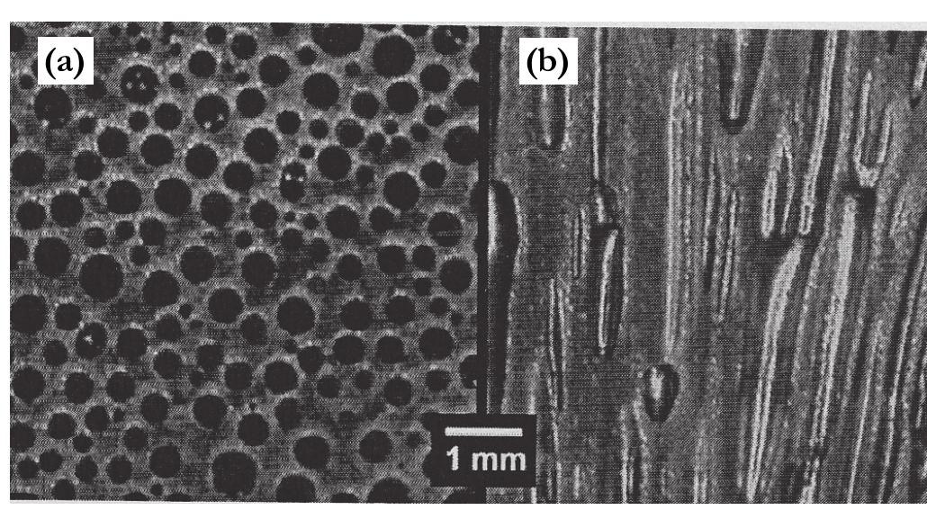 Cross section of lotus-type porous material in transversal