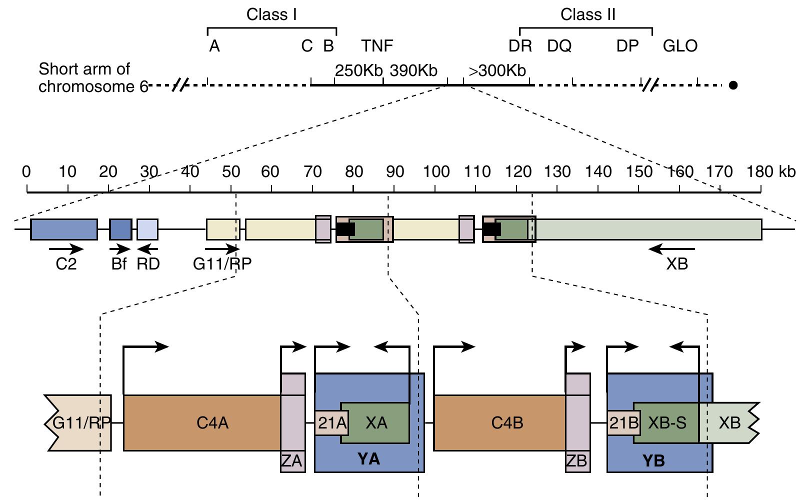 -5 genetic map of the human leukocyte antigen (hla) locus