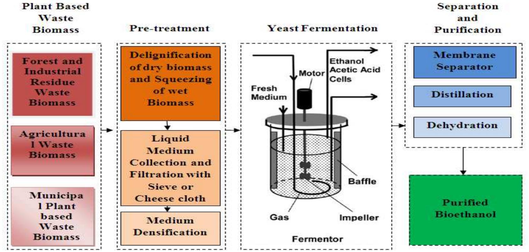 Bioethanol fermentation conversion process from plant-based