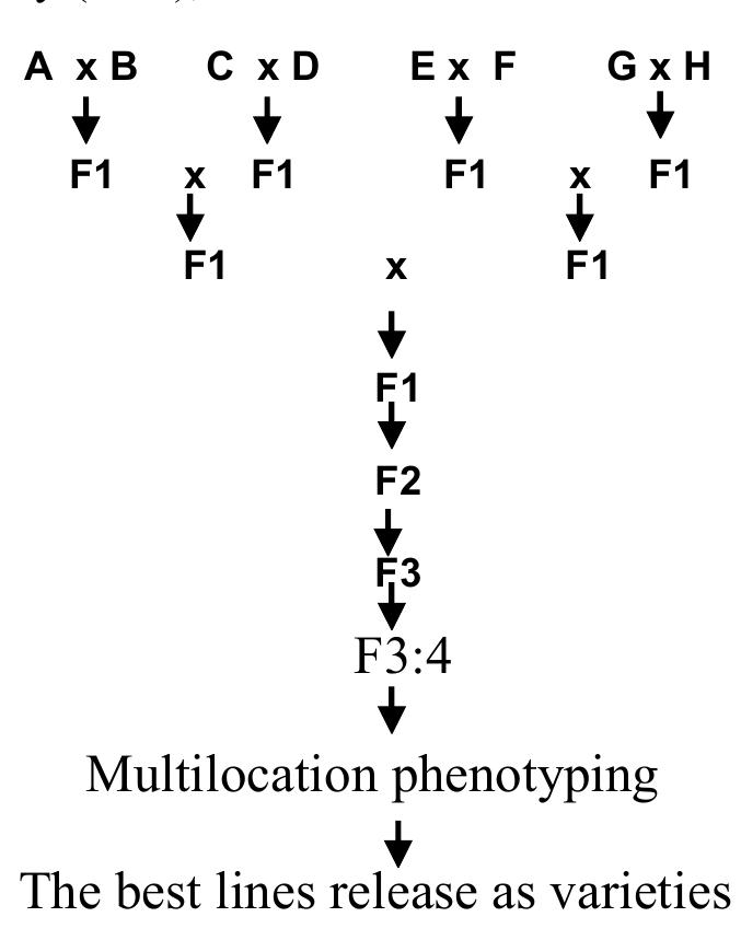 Figure 4 - Marker Assisted Recurrent Selection: An Overview