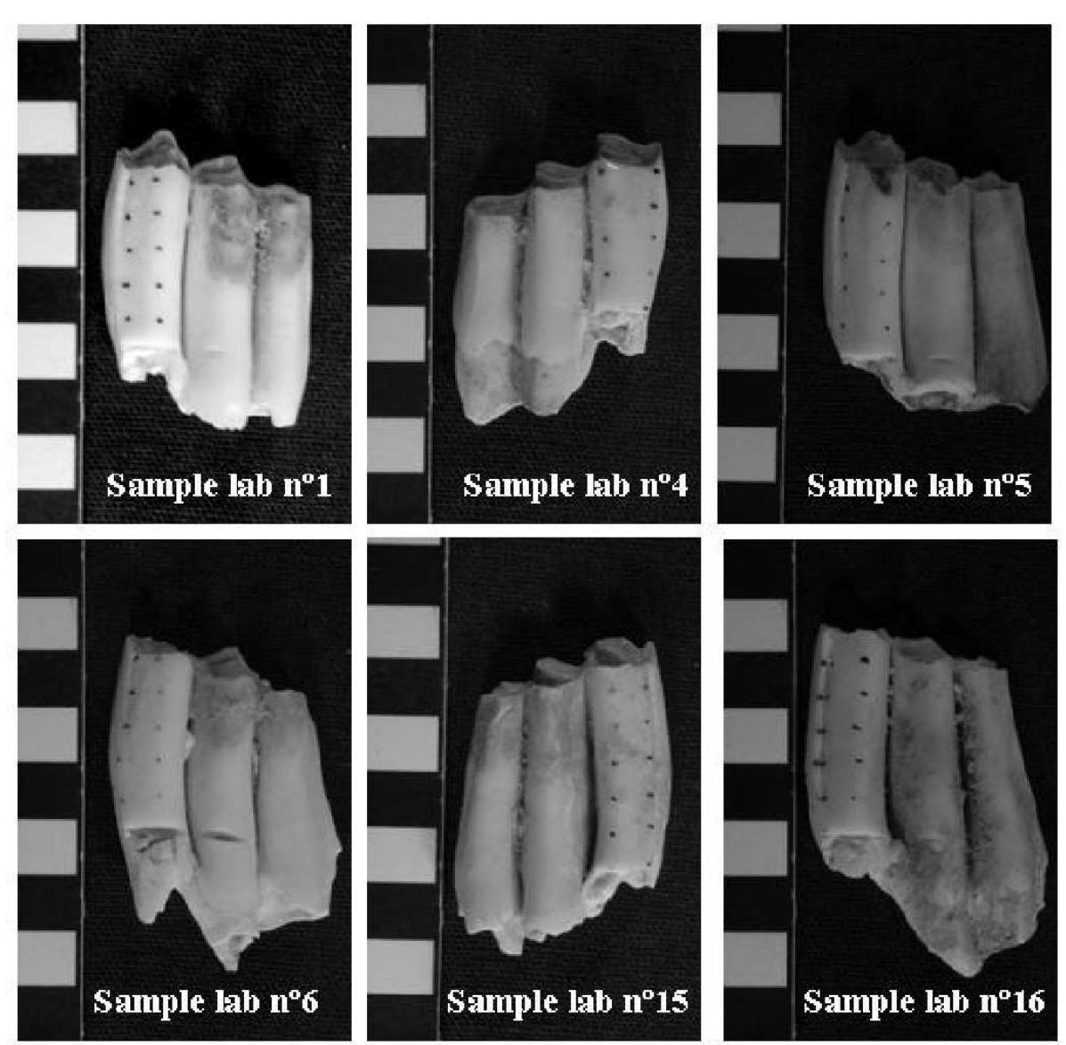 Image of different third mandibular tooth remains of