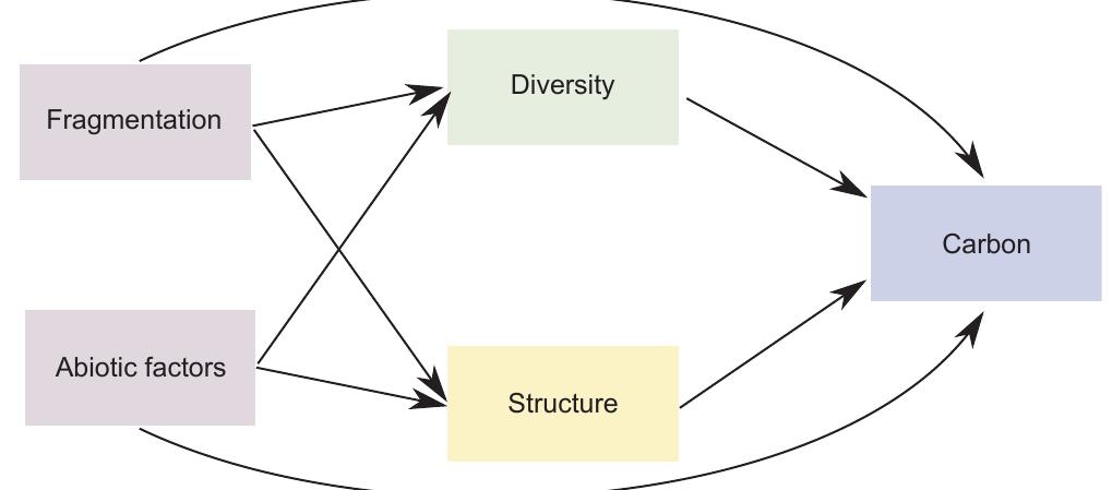 Conceptual model depicting how fragmentation and