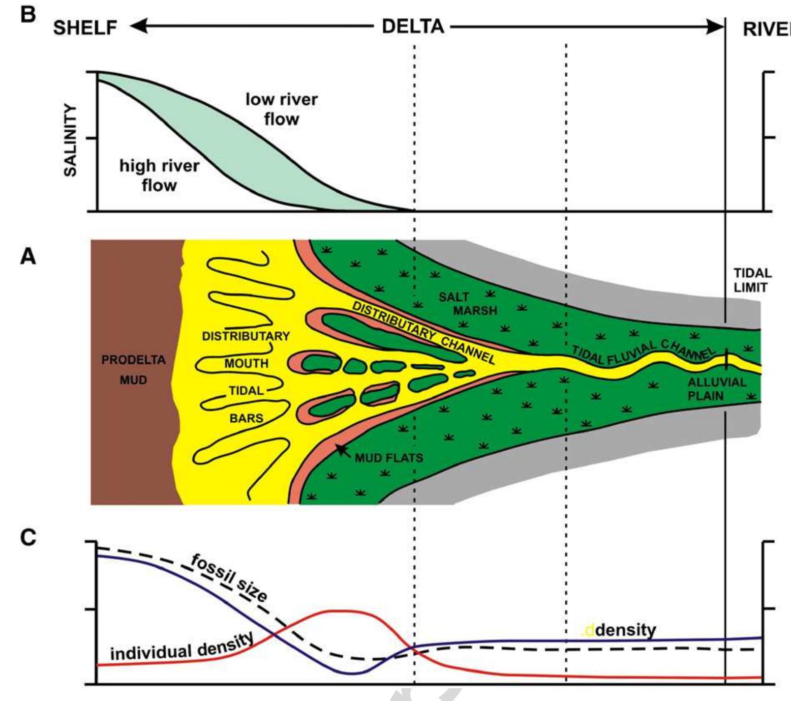 (a) schematic map facies map of a tide-dominated delta