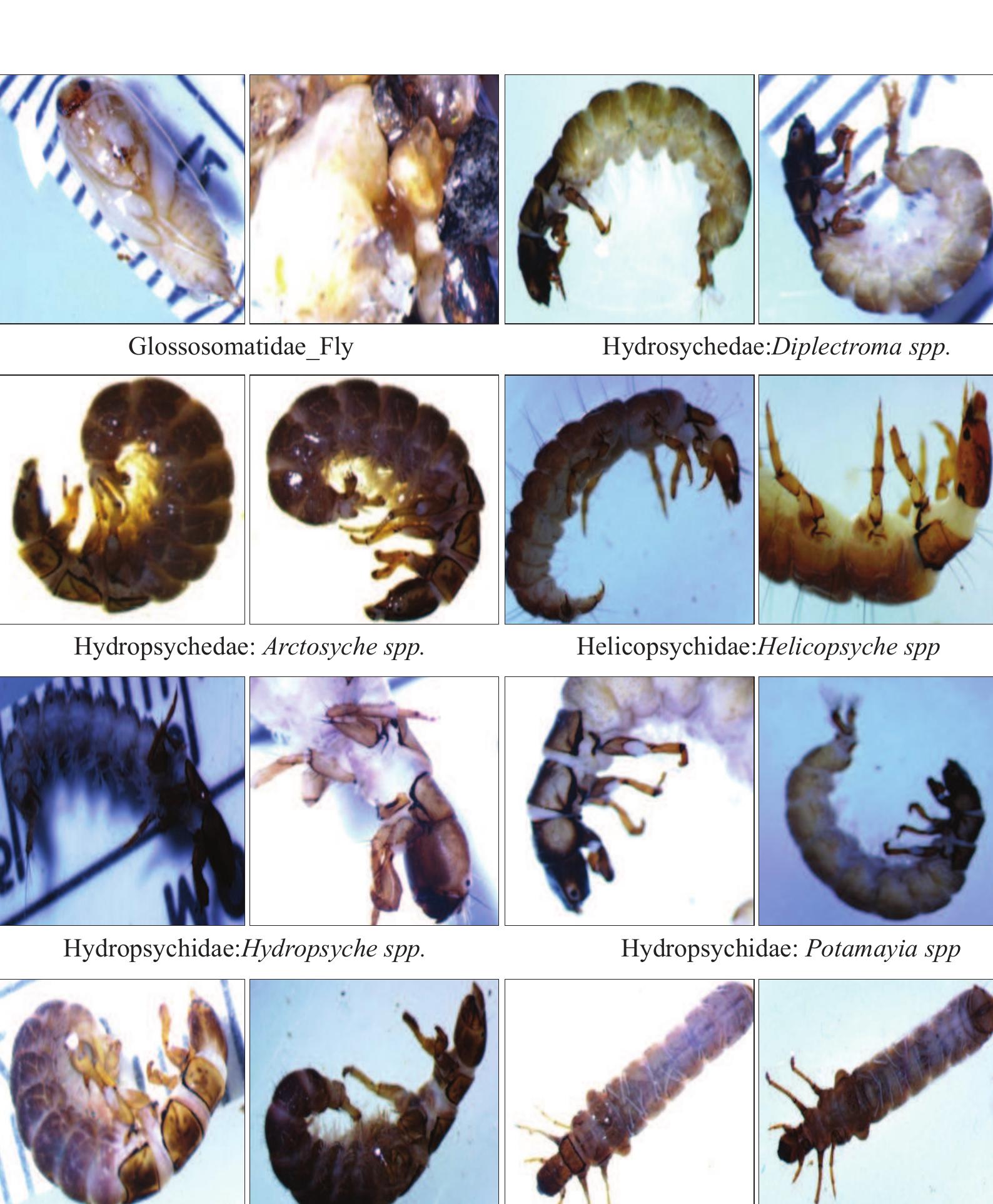 Lepisdostomidae_lepidostoma spp. hydrosychedae: parapsyche