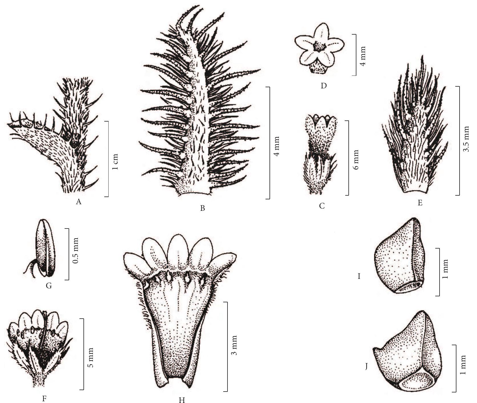 Morphological features of a flower with short corolla tube.