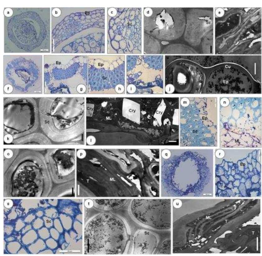 A. general view of achene fruit structure of s. jacobaea l.