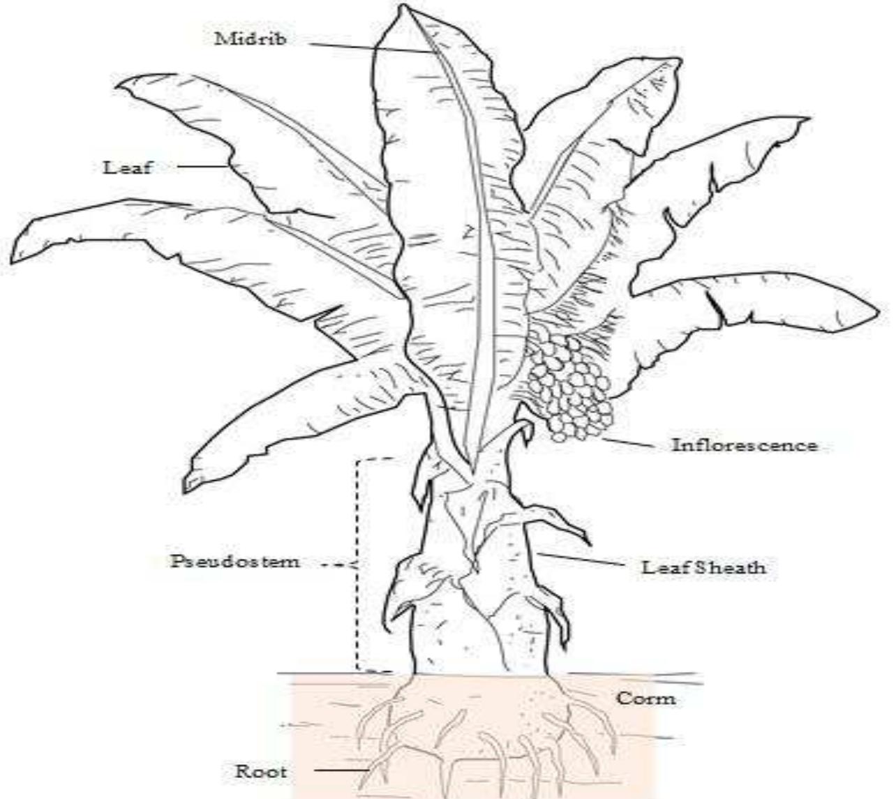 (PDF) Enset (Ensete Ventricosum) Production in Ethiopia: Its ...