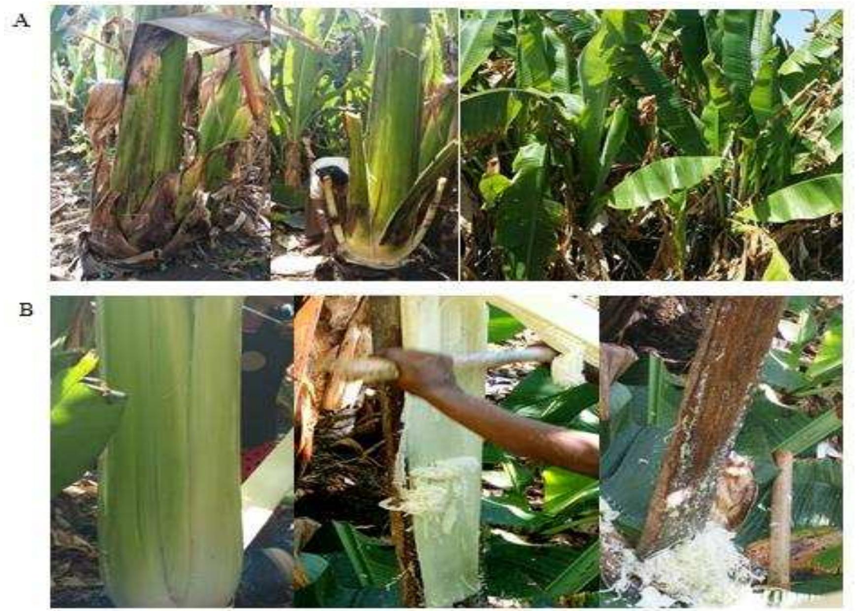 (PDF) Enset (Ensete Ventricosum) Production in Ethiopia: Its ...