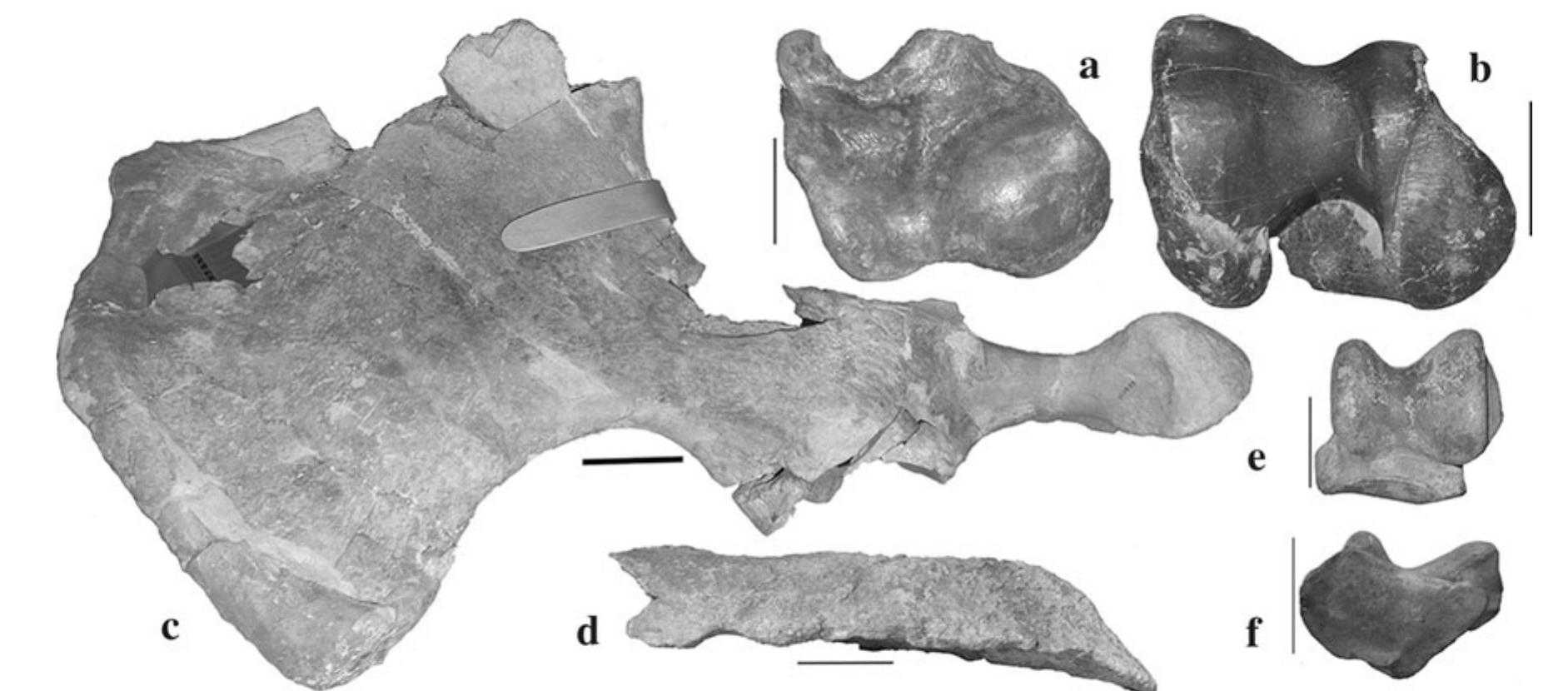 Dorsal view (c), nasal bones (igf5566v) from palaia in