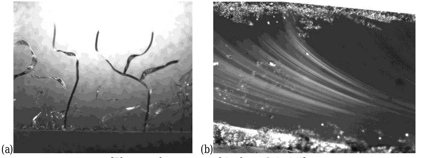 It is unlikely that the failure of pane (a) was caused by