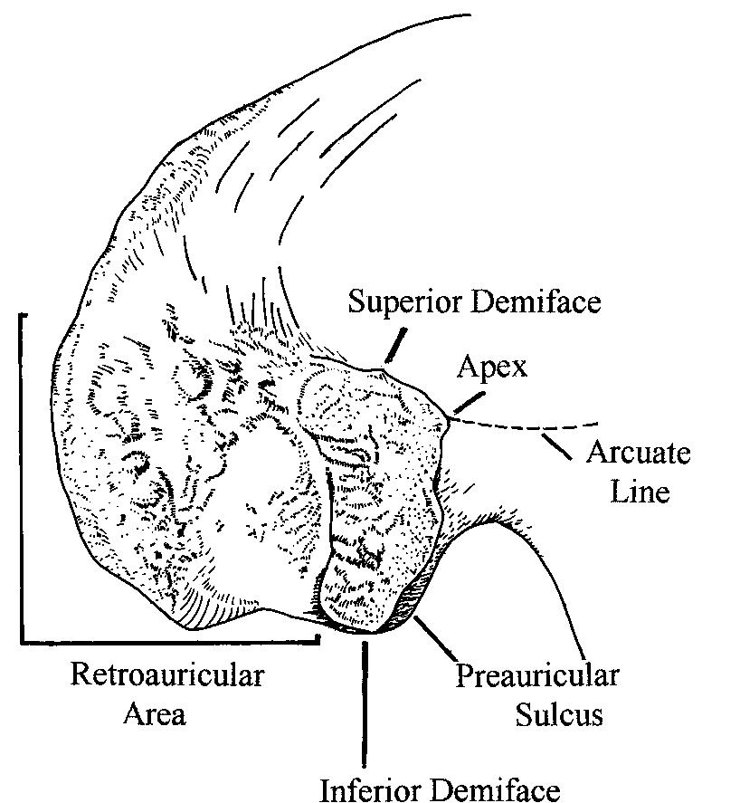 Regions of the ilium used for auricular surface aging
