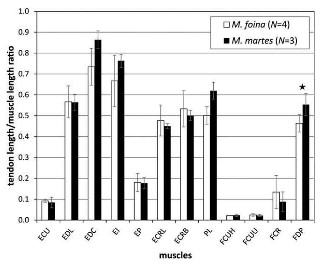 Muscle-tendon architecture. mean tendon length at insertion