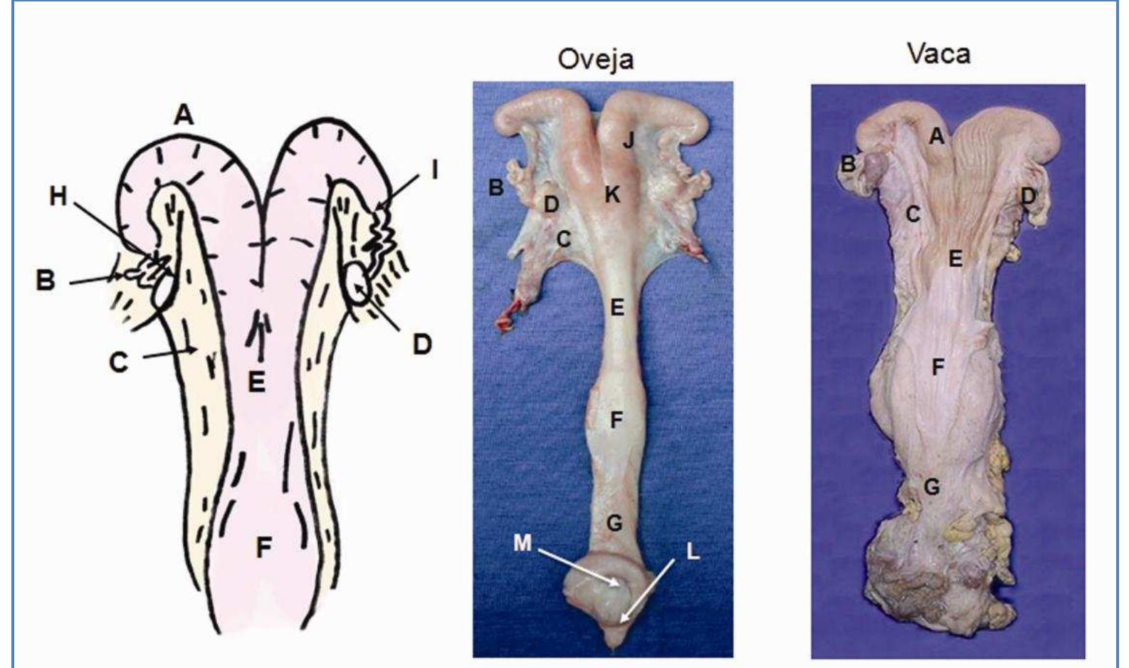 (PDF) Manual de Practicas de Reproduccion Animal