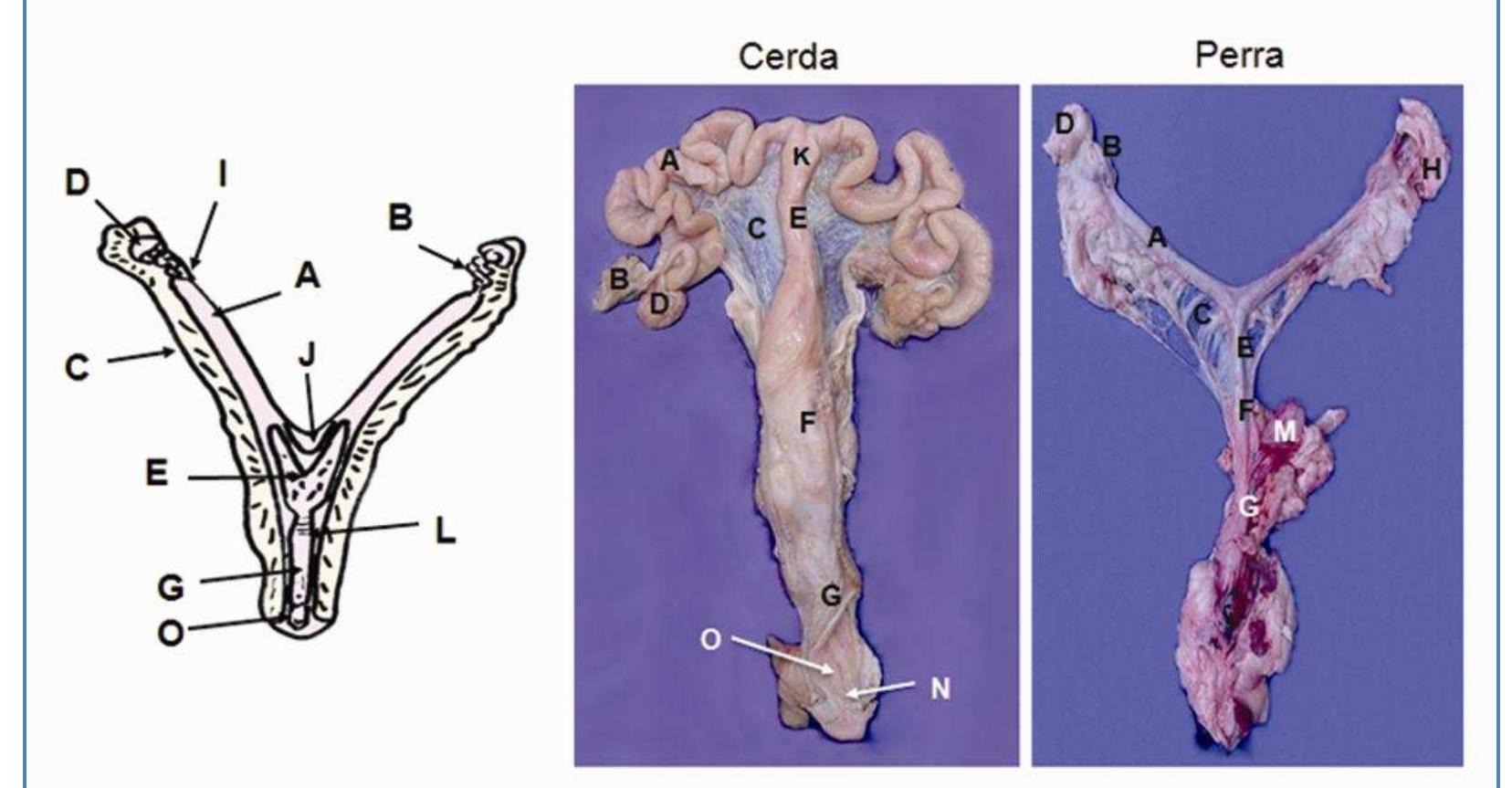 (PDF) Manual de Practicas de Reproduccion Animal