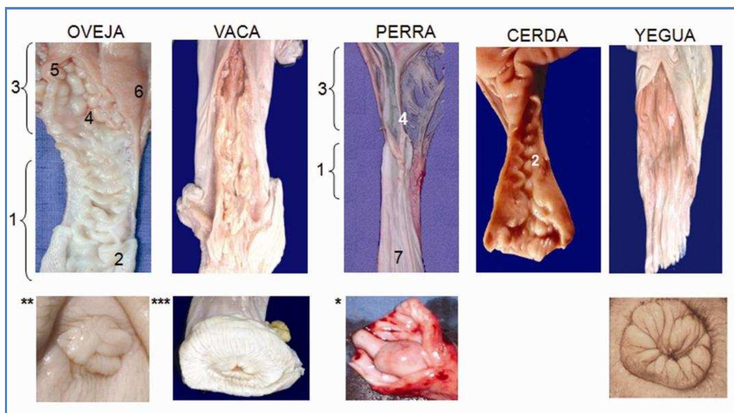 (PDF) Manual de Practicas de Reproduccion Animal
