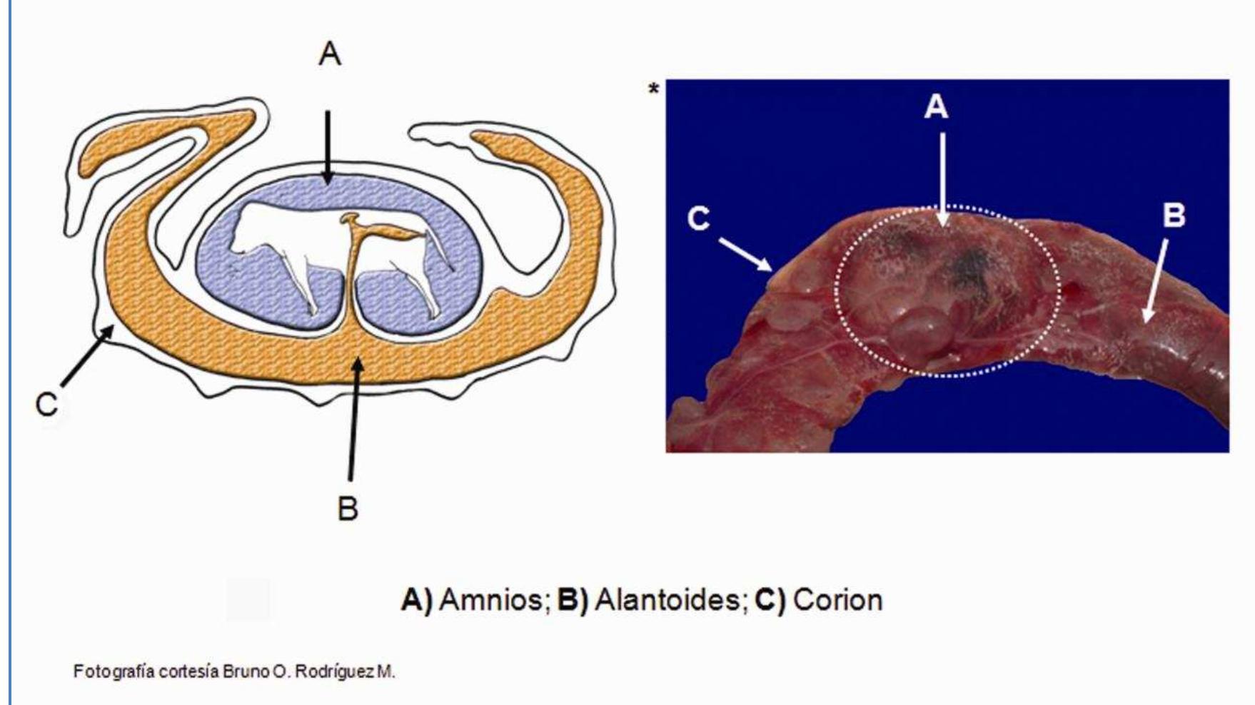 (PDF) Manual de Practicas de Reproduccion Animal