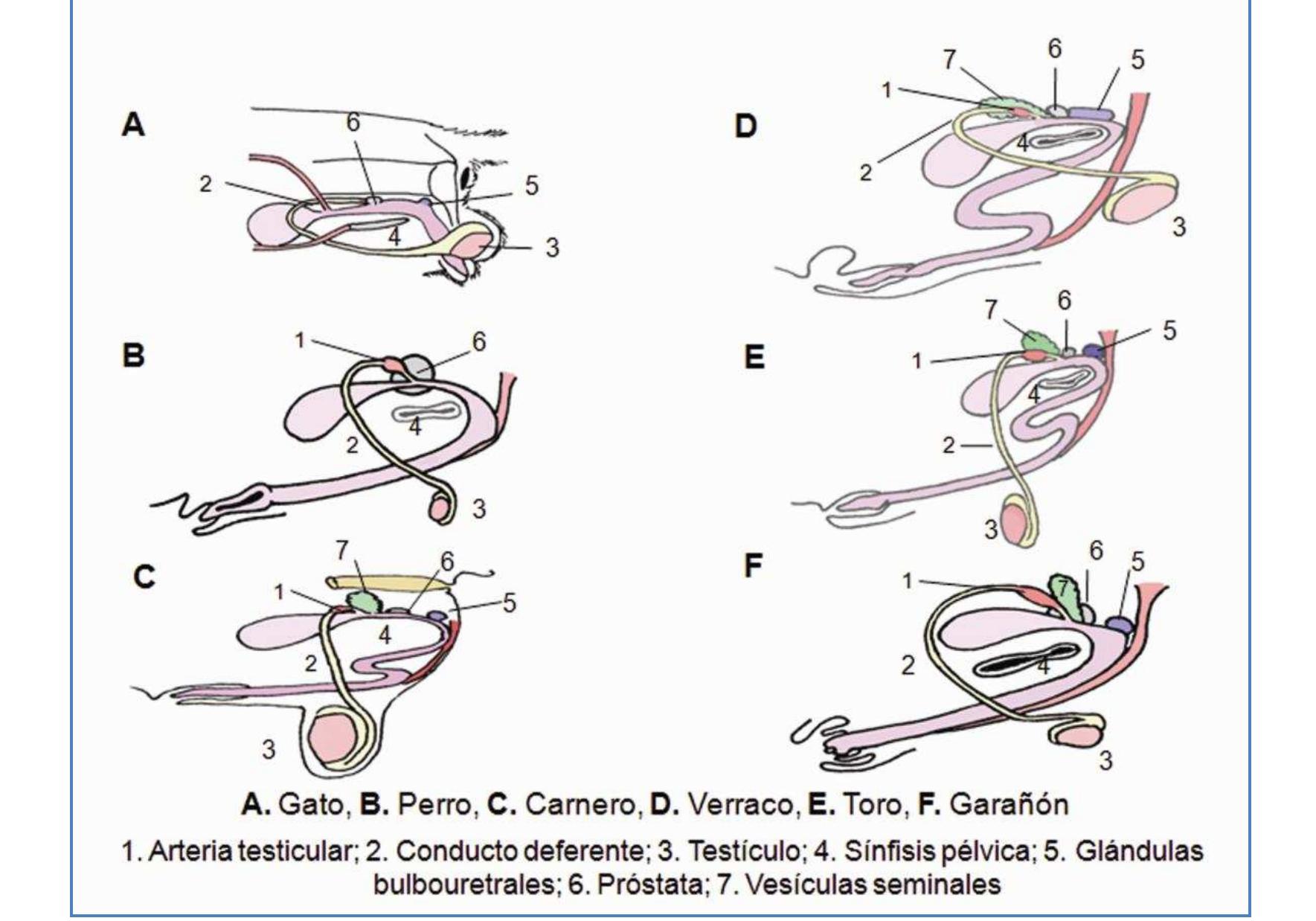 (PDF) Manual de Practicas de Reproduccion Animal