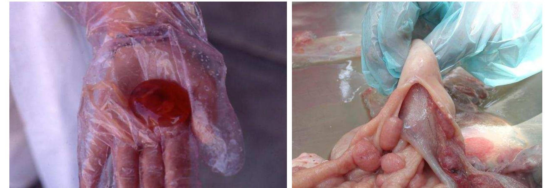 (PDF) Manual de Practicas de Reproduccion Animal