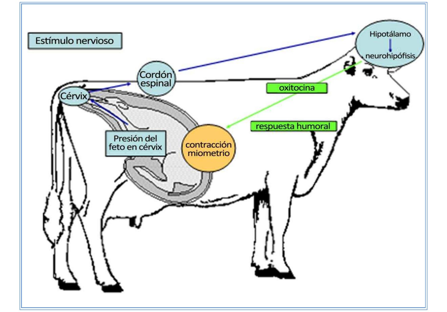 (PDF) Manual de Practicas de Reproduccion Animal