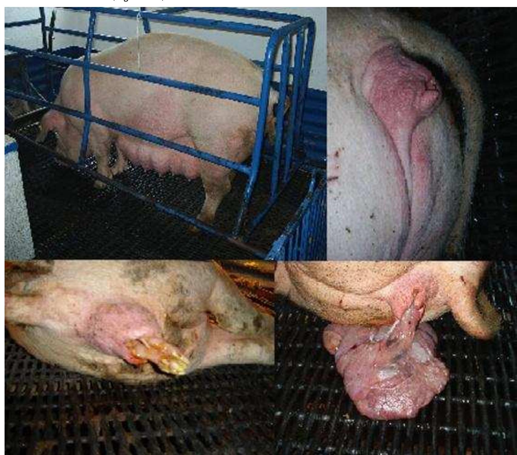 (PDF) Manual de Practicas de Reproduccion Animal