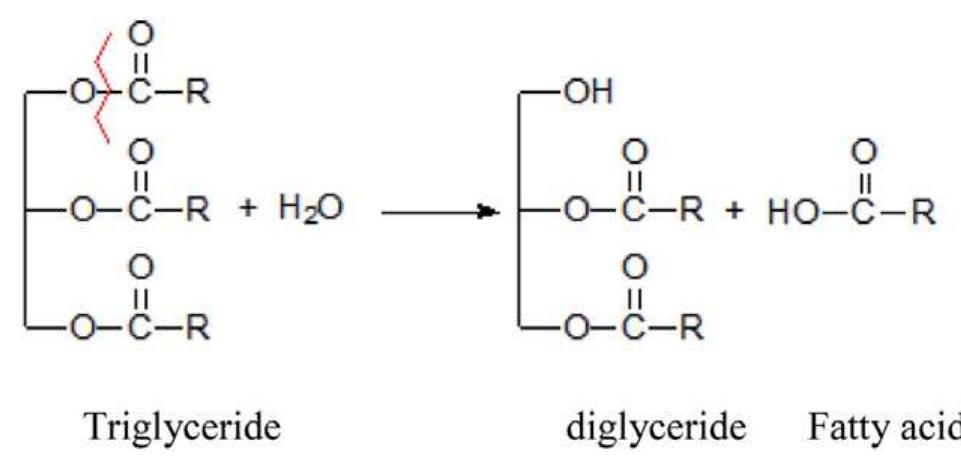 Formation of fatty acids and diacyl glycerols (aocs lipid
