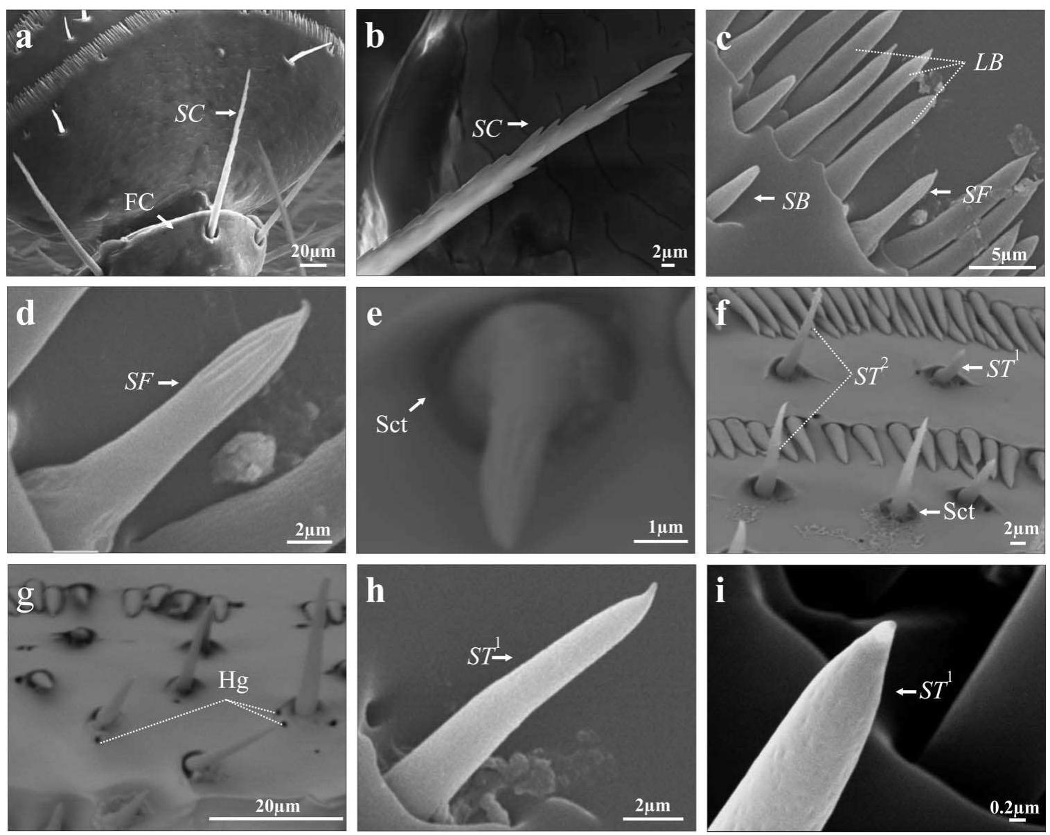 , 3. esem of the types, localization, and morphology of the