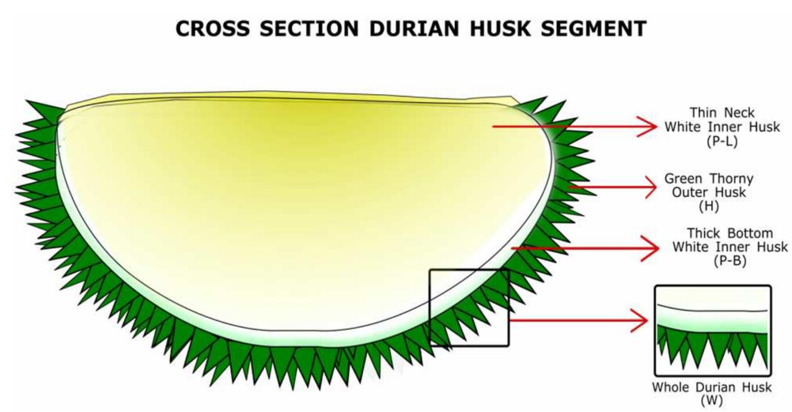 Locule of durian husk and its differential segments nn ne on
