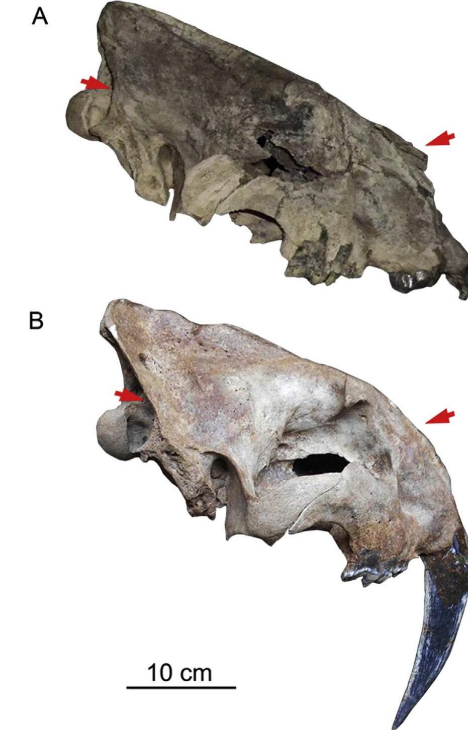 Comparison, in right lateral view, of the skull of a) s.