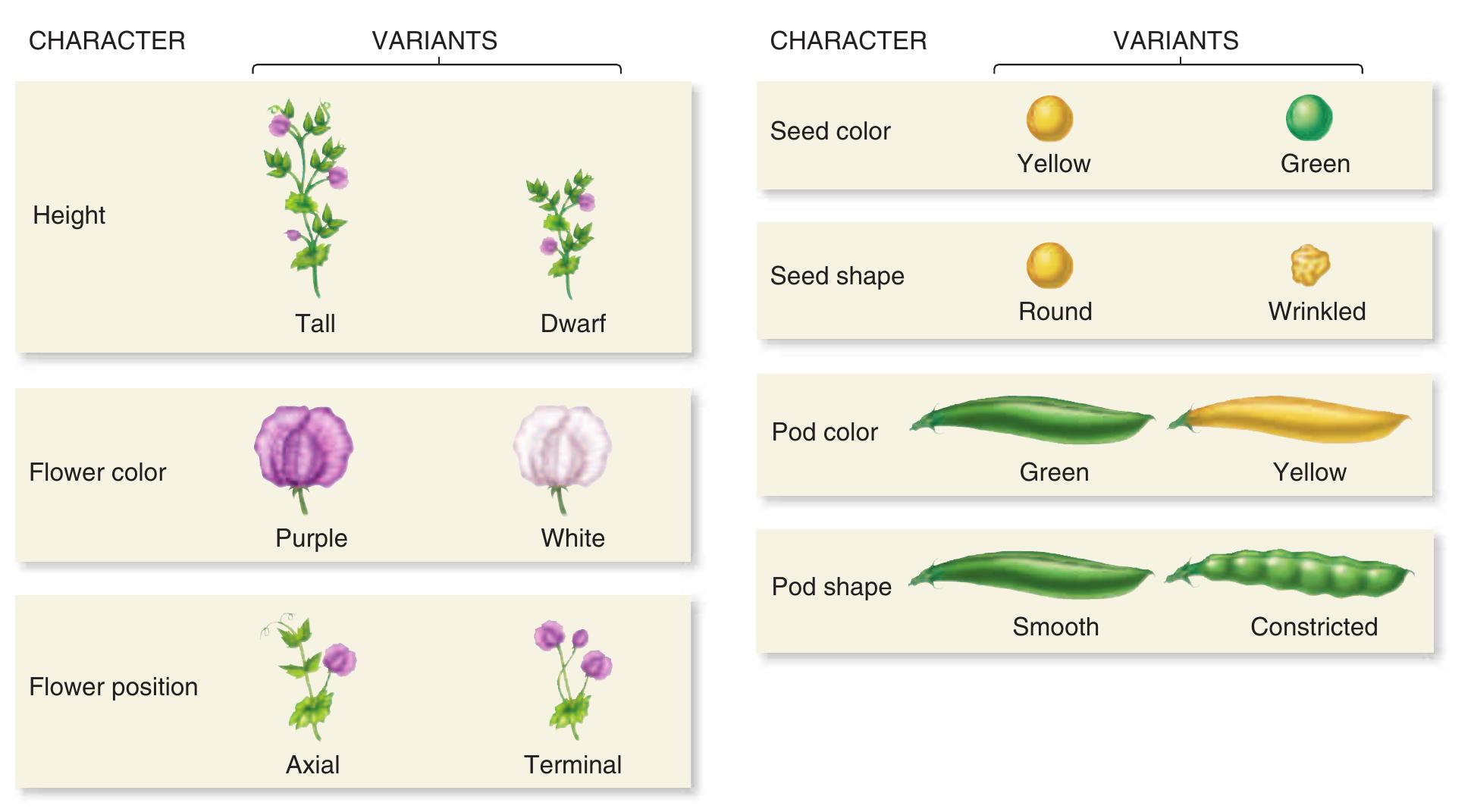 4 anillustration of the seven characters that mendel