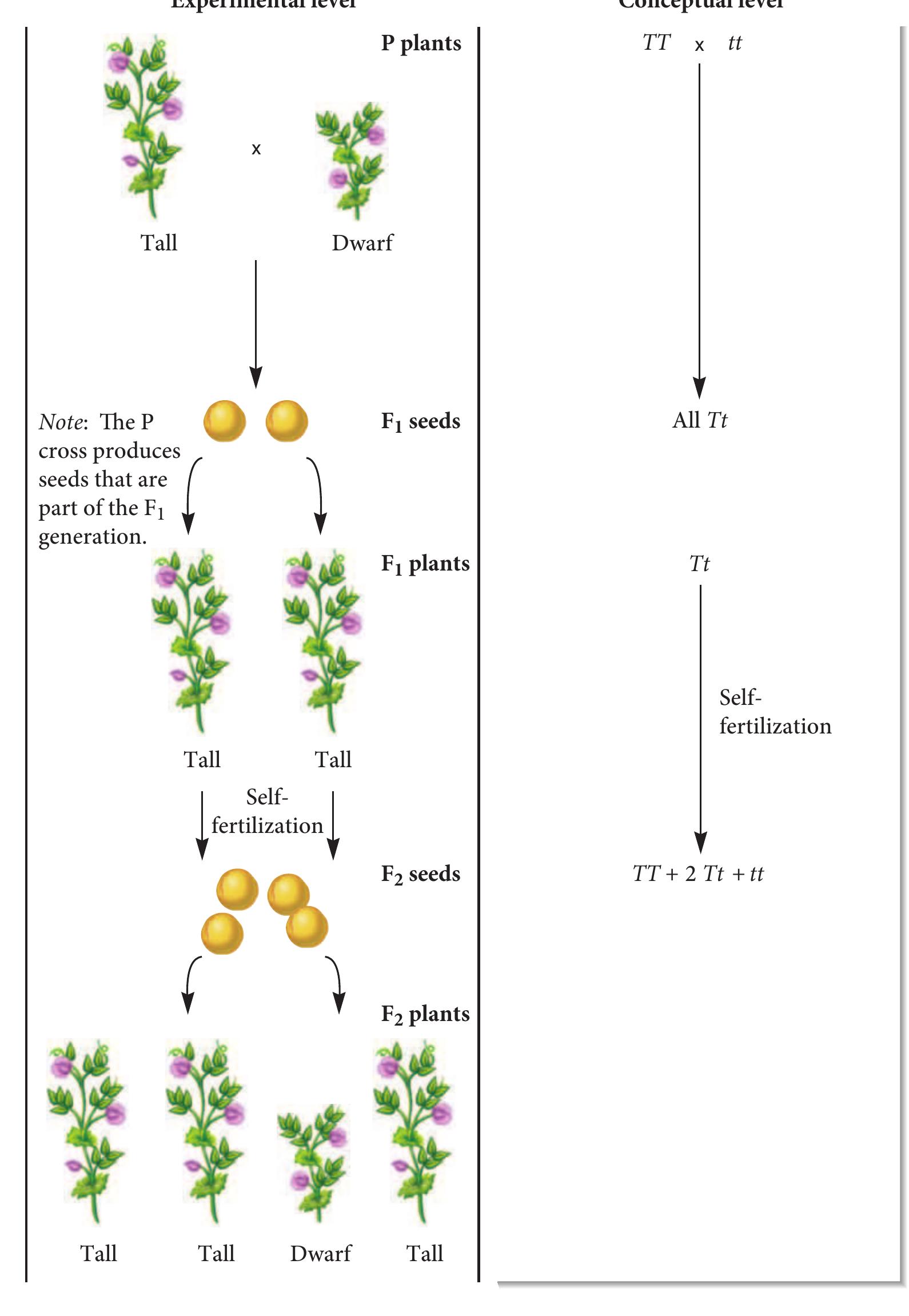 Starting material: mendel began his experiments with