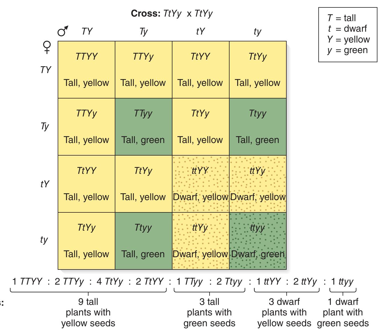 10 a punnett square for a two-factor cross. the punnett